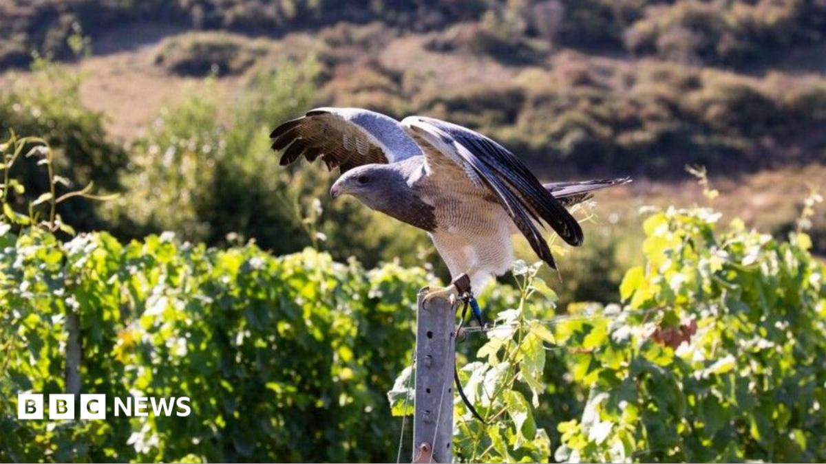 Polegate vineyard deploys birds of prey to guard grapes - BBC News