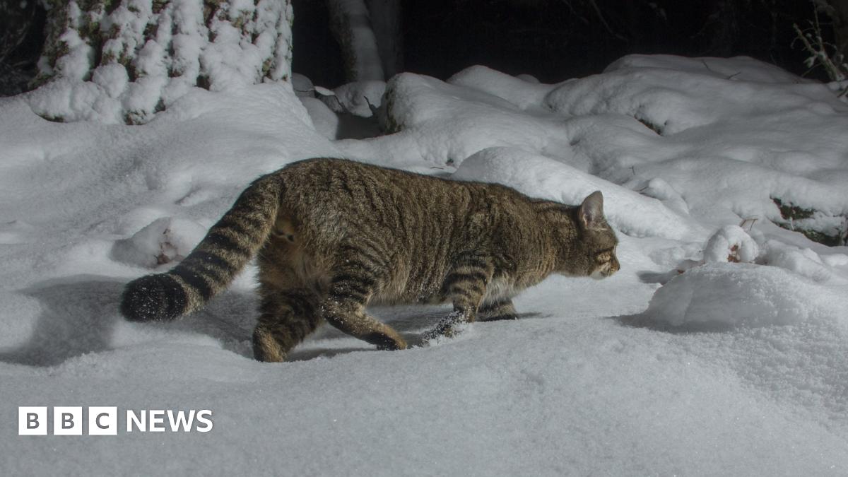 Camera trap photographs Scottish wildcat in Cairngorms - BBC News