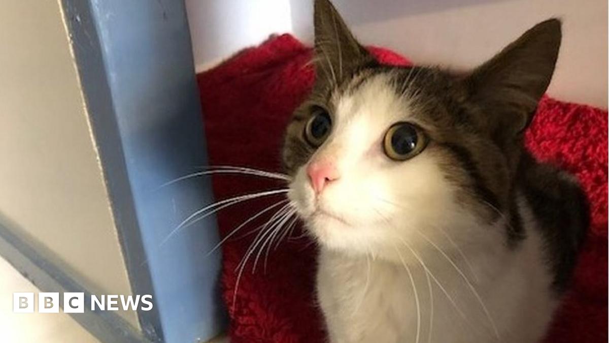 Cat rescued after four nights in Fife tree in freezing temperatures ...