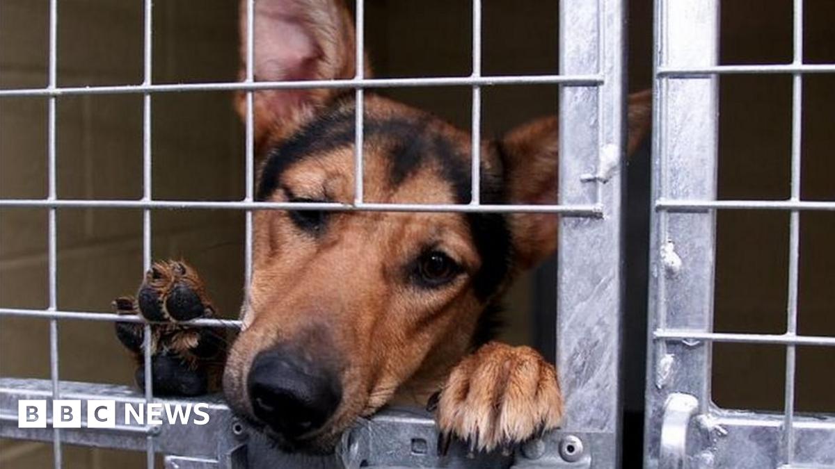 Animal cruelty sentences to rise to five years in prison - BBC News