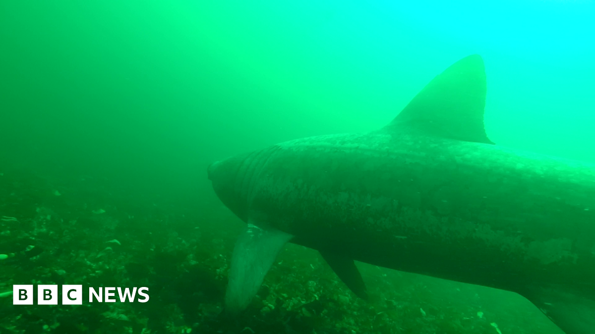 'SharkCam' films basking sharks off Scotland - BBC News