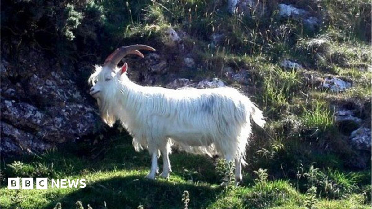 Tick fears as Great Orme goats invade Llandudno school field - BBC News