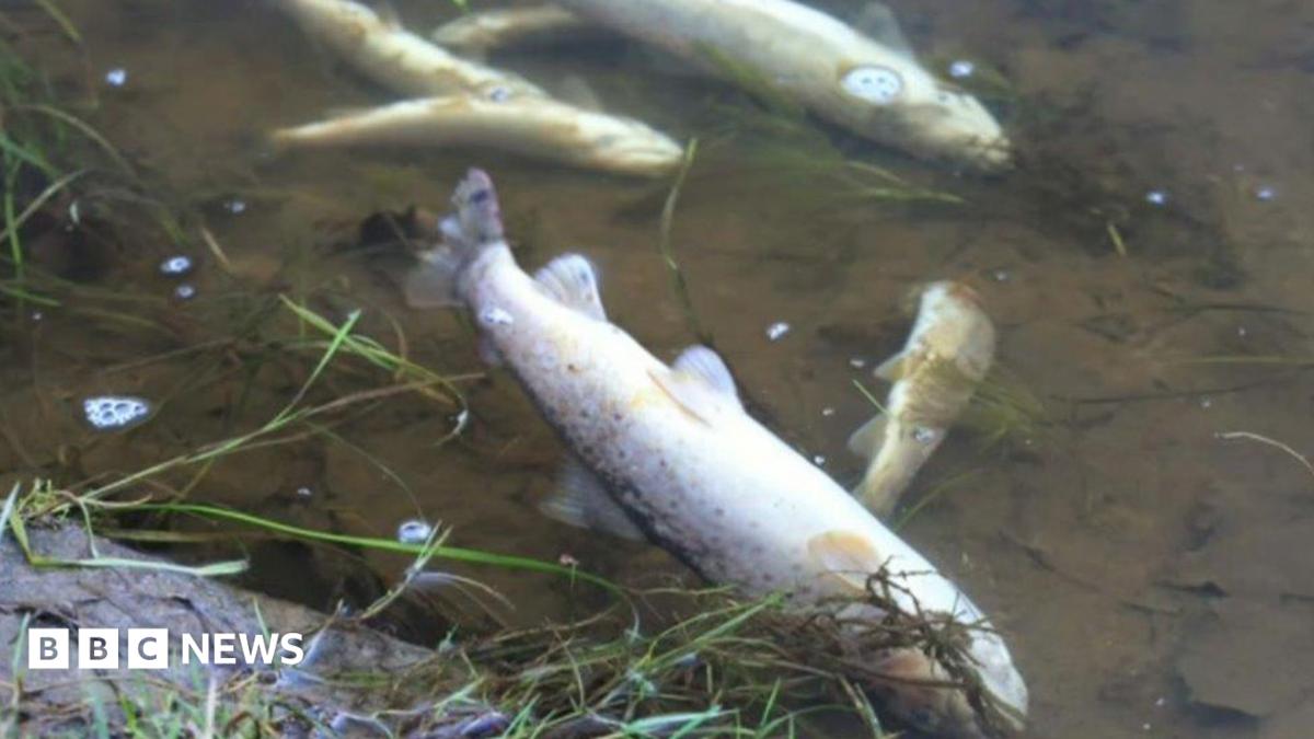 Wales' farm pollution action 'absolutely useless' - BBC News