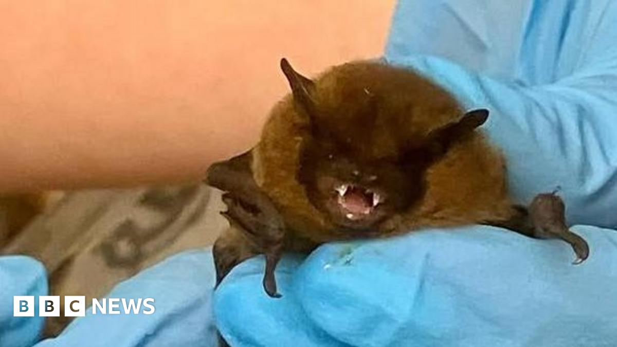 Fire crews rescue bat caught in fishing line in Great Bowden - BBC News