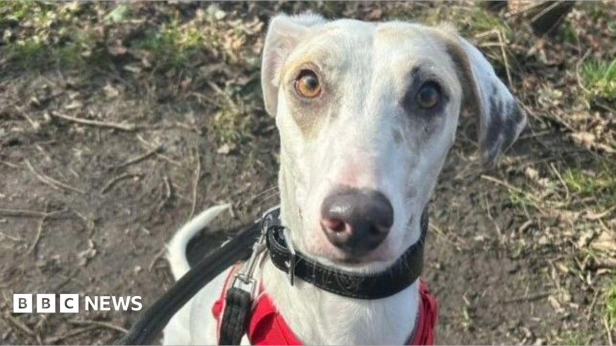 West Yorkshire dog waits 200 days for forever home - BBC News