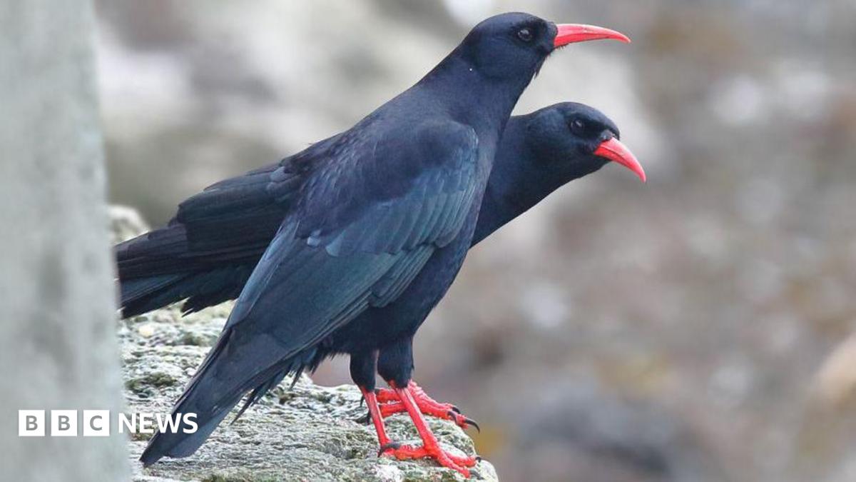 Census shows 24% decline in Isle of Man chough population - BBC News