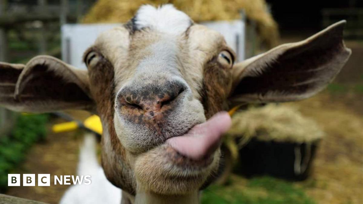 'We're inundated with abandoned goats' - BBC News