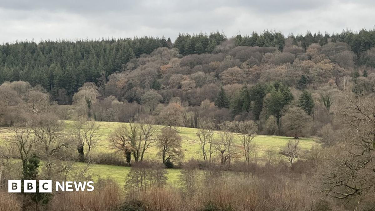 Forestry Commission sparks anger in Warminster - BBC News