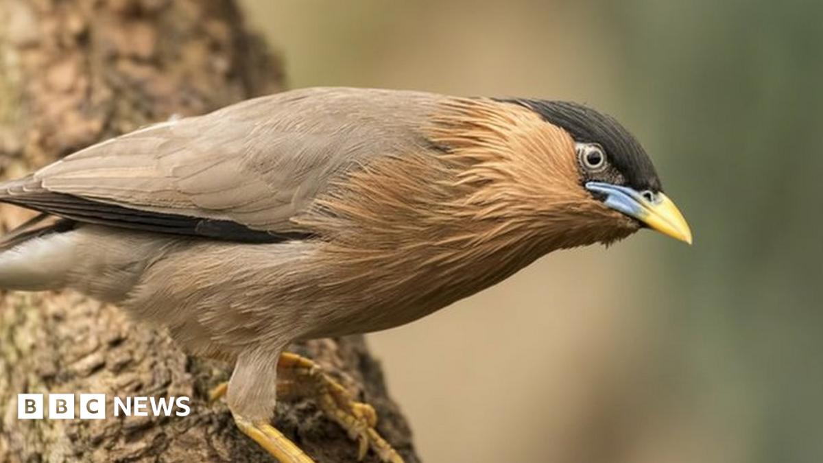 My Day: Prakash the Bharatpur bird guide - BBC News
