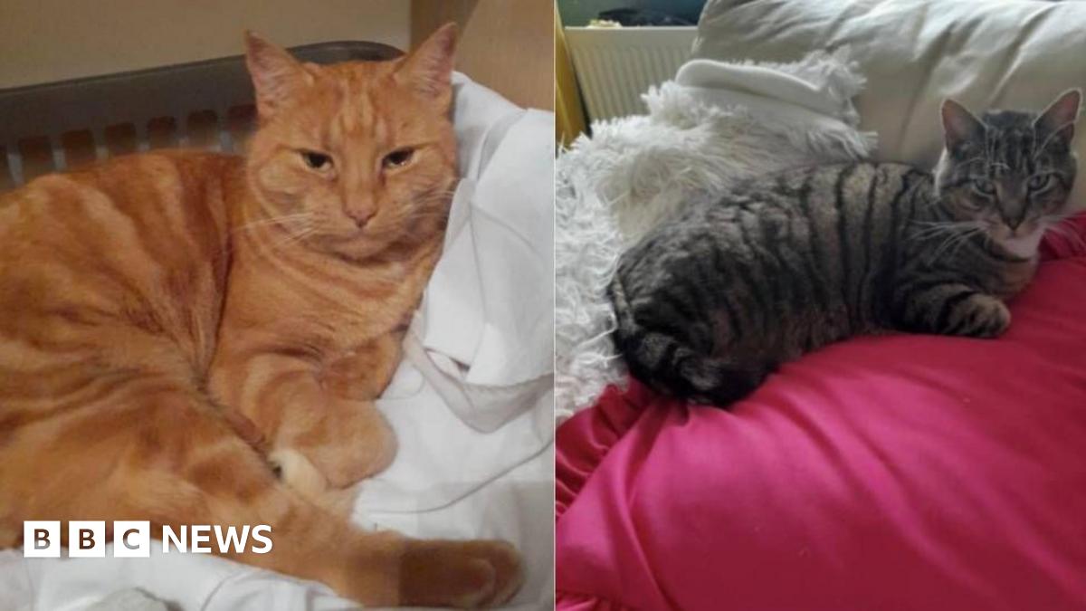 Newtown: Warning after ‘abnormal’ number of cats disappear from village ...
