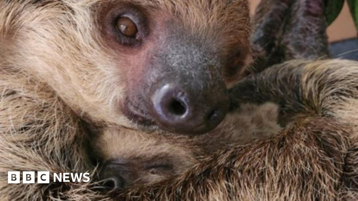 London Zoo: Two-toed sloth cradles her baby - BBC News