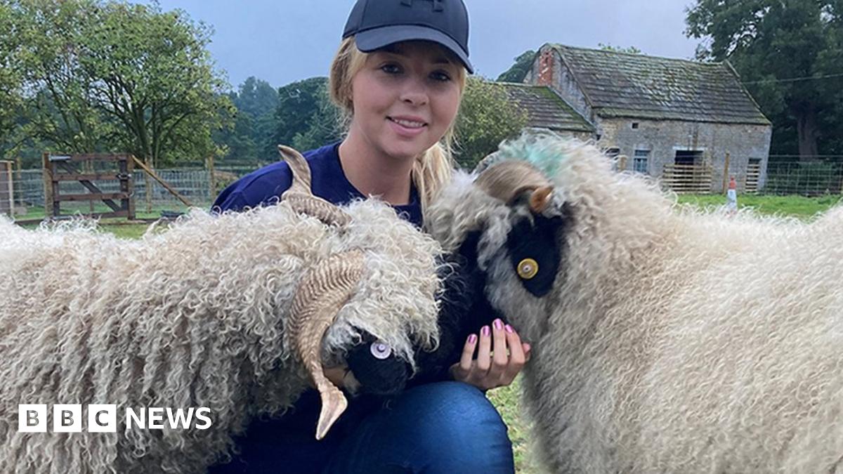 Masham: Therapy sheep help woman's cancer recovery - BBC News