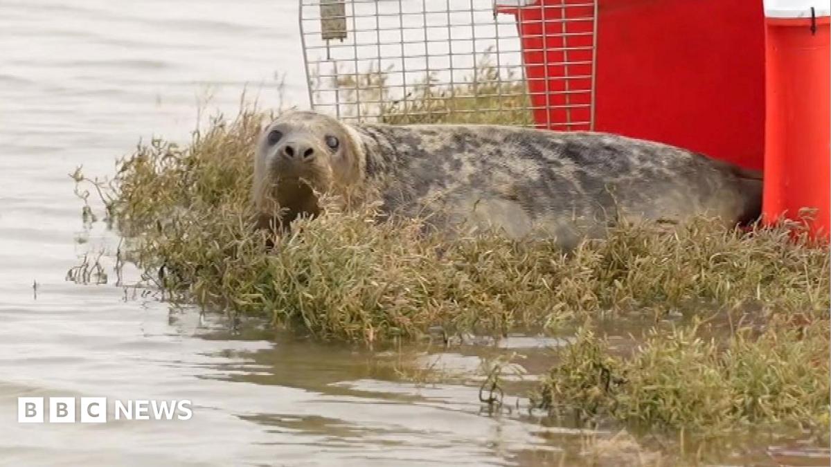 Seal rescued by private jet released on Essex coast - BBC News