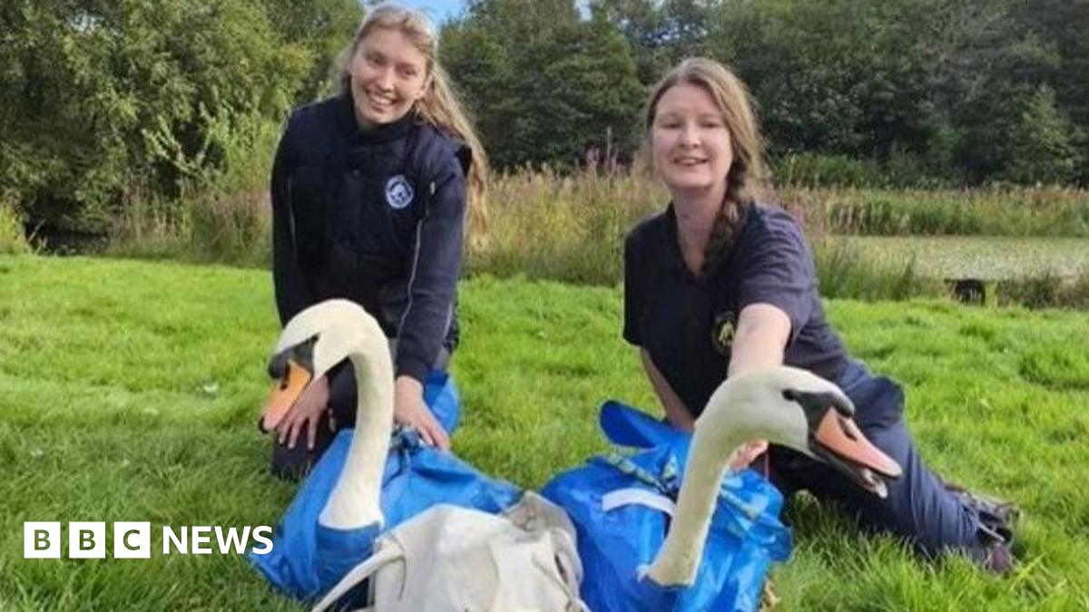 Swans moved to safety after attacks by children left cygnet dead - BBC News