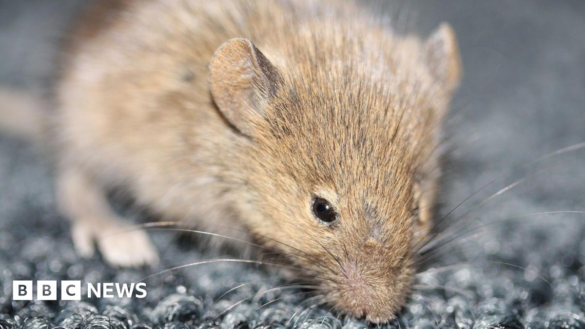 No further signs of mouse in St Agnes - wildlife trust - BBC News