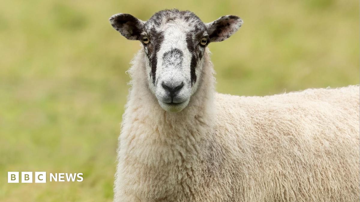 Northamptonshire man banned from farms after dogs kill sheep - BBC News
