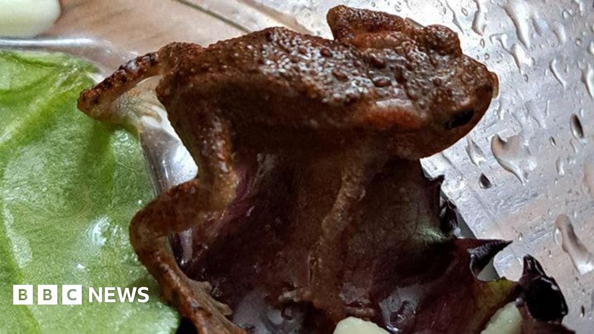 Mystery surrounds toad found in Bracknell supermarket salad - BBC News
