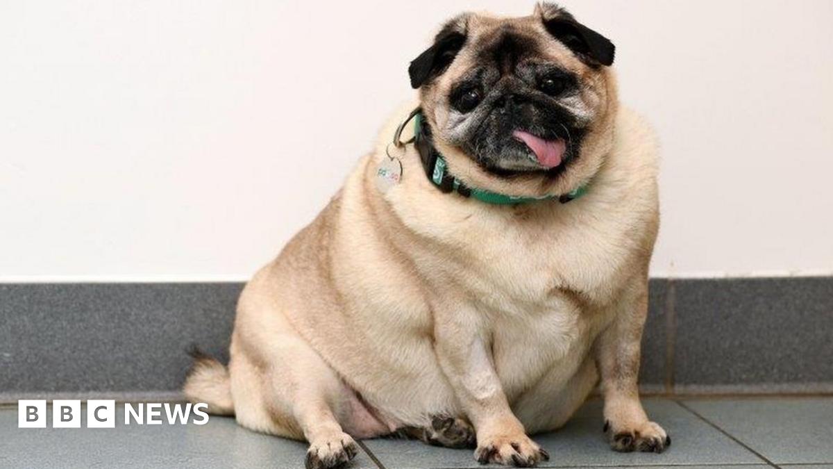 Pug's weight up to 'toddler size' after no walks - BBC News