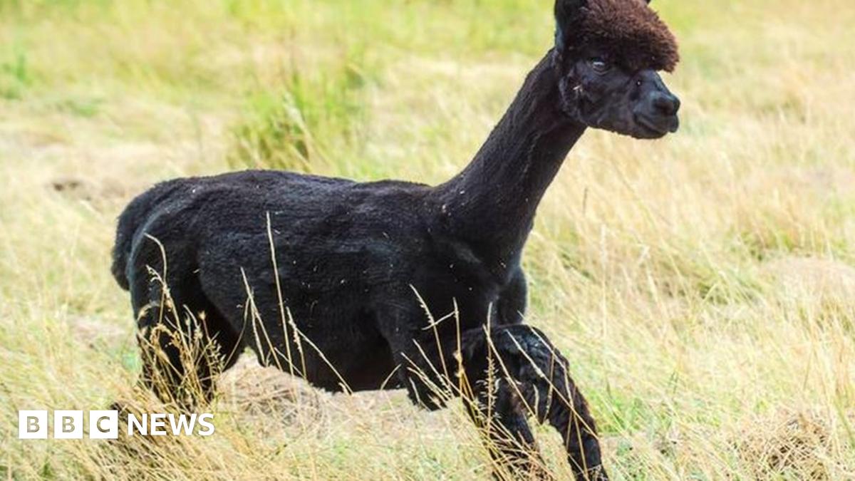 Judicial review sought to save Geronimo the alpaca - BBC News