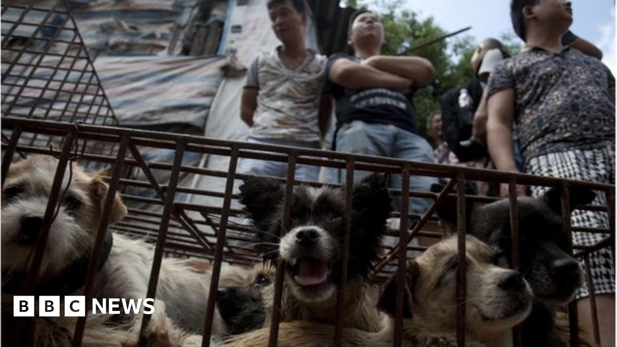 'Barbaric' dog meat trade condemned by MPs - BBC News