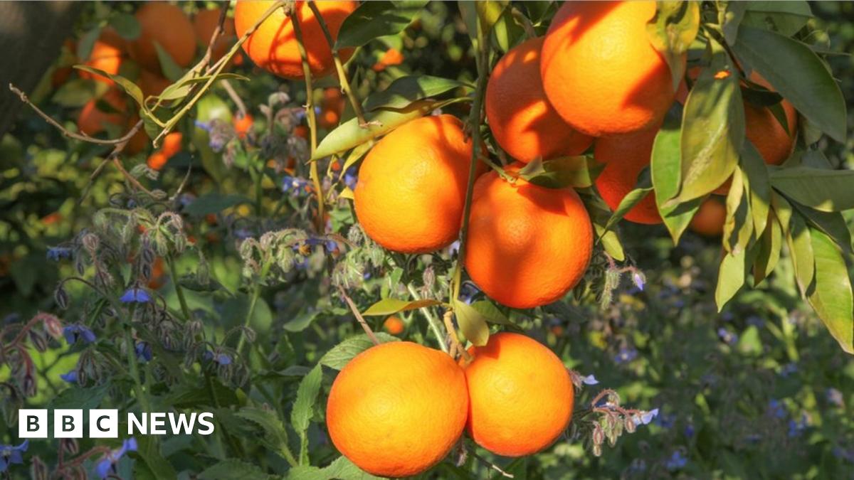 How Sicilian oranges are being made into clothes - BBC News