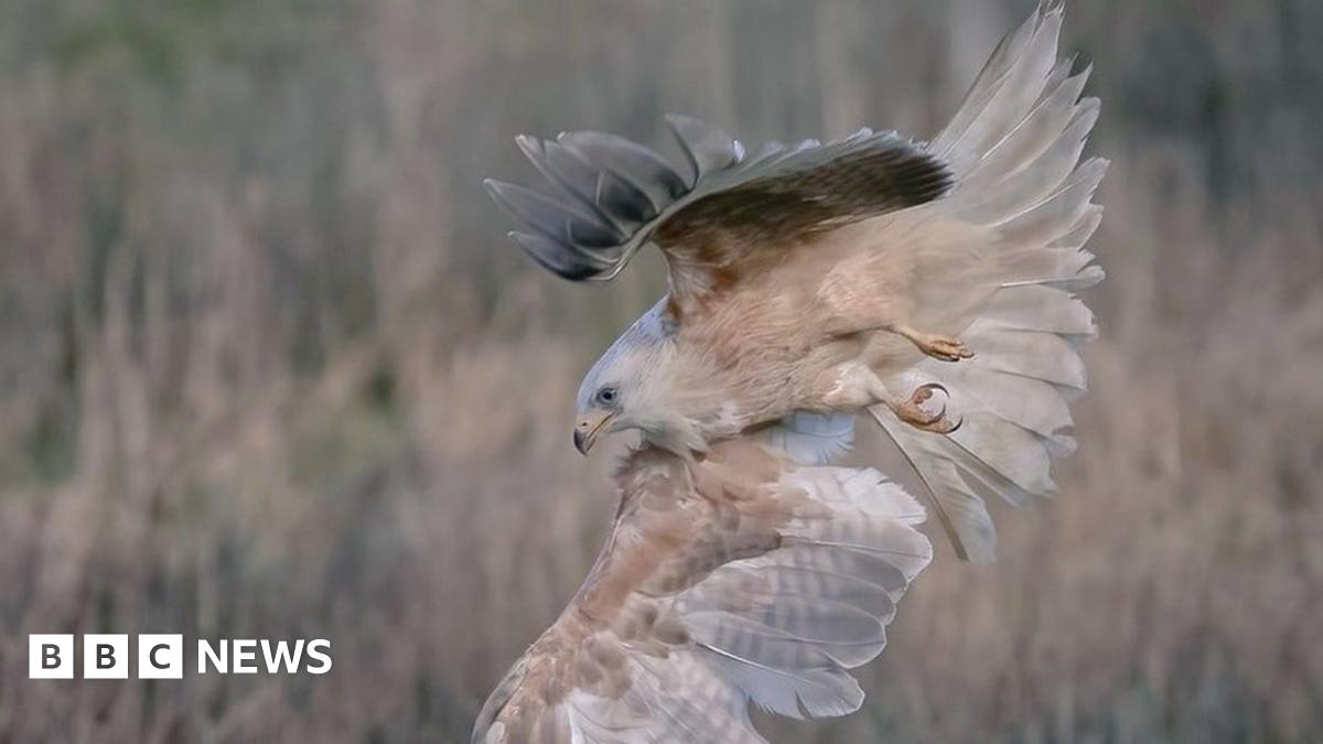Red kites: White leucistic bird visit Powys farm - BBC News