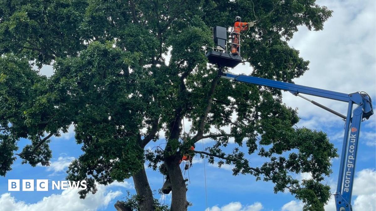 Peterborough: Work starts to cut down 600-year-old Bretton oak tree ...