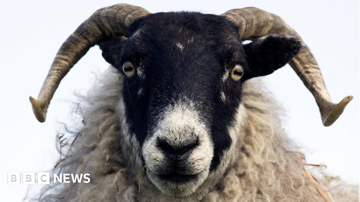 Sheep 'can recognise human faces' - BBC News