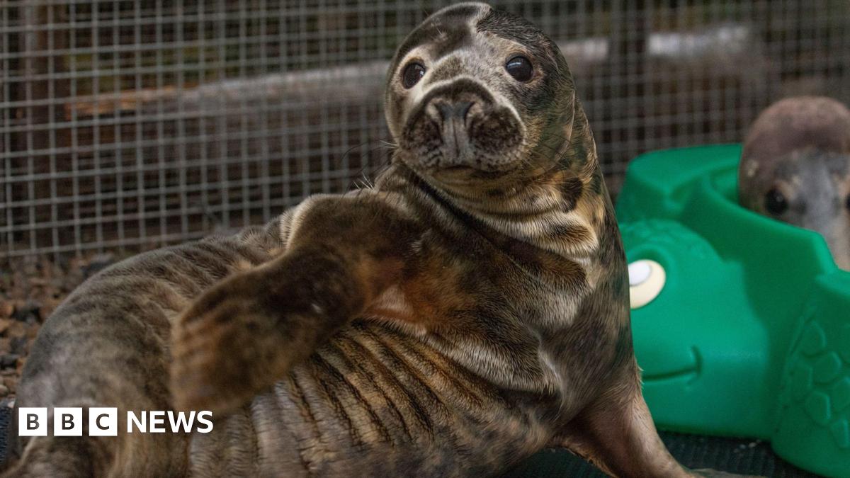 Blyth Wildlife Rescue closes service amid hotline daily 'misuse' - BBC News
