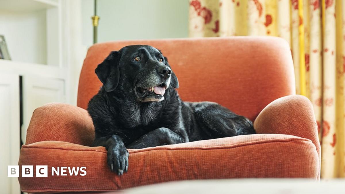 Dog years: Nottingham expert casts doubt over age calculation - BBC News