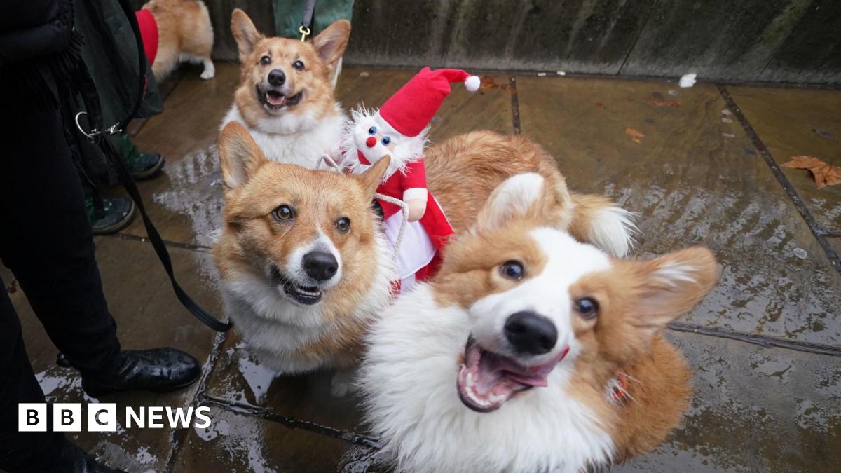 Buckingham Palace: Corgis in Christmas jumpers head on parade - BBC News