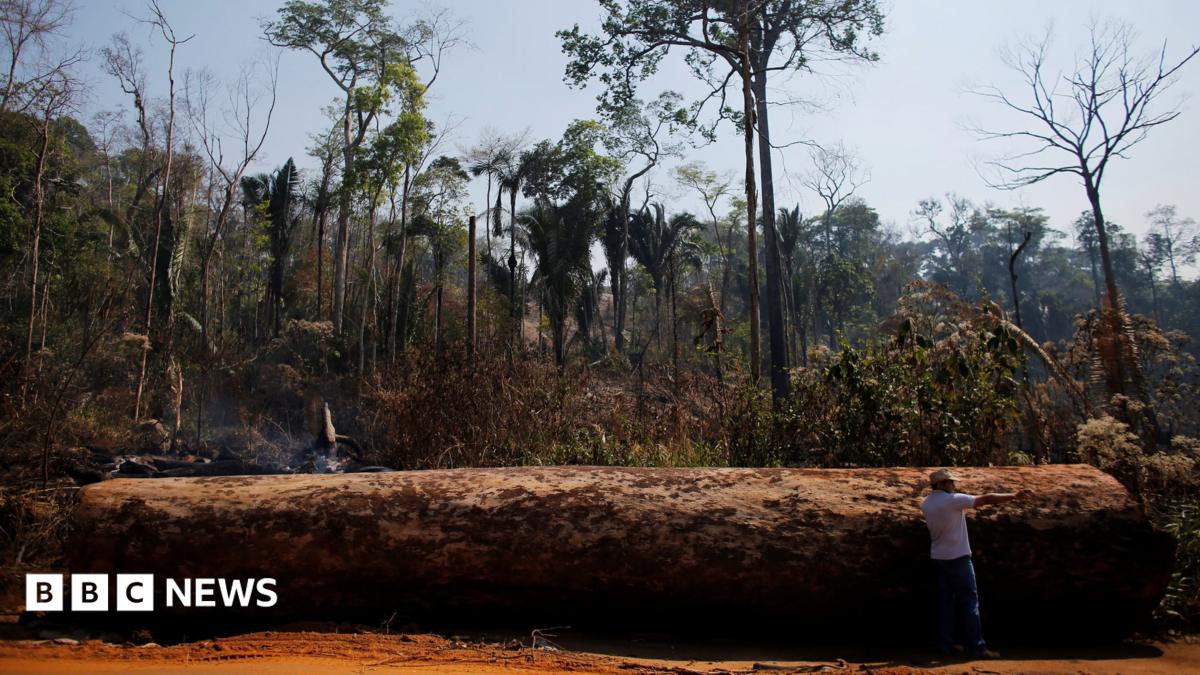 Brazil's Amazon deforestation highest since 2008, space agency says ...