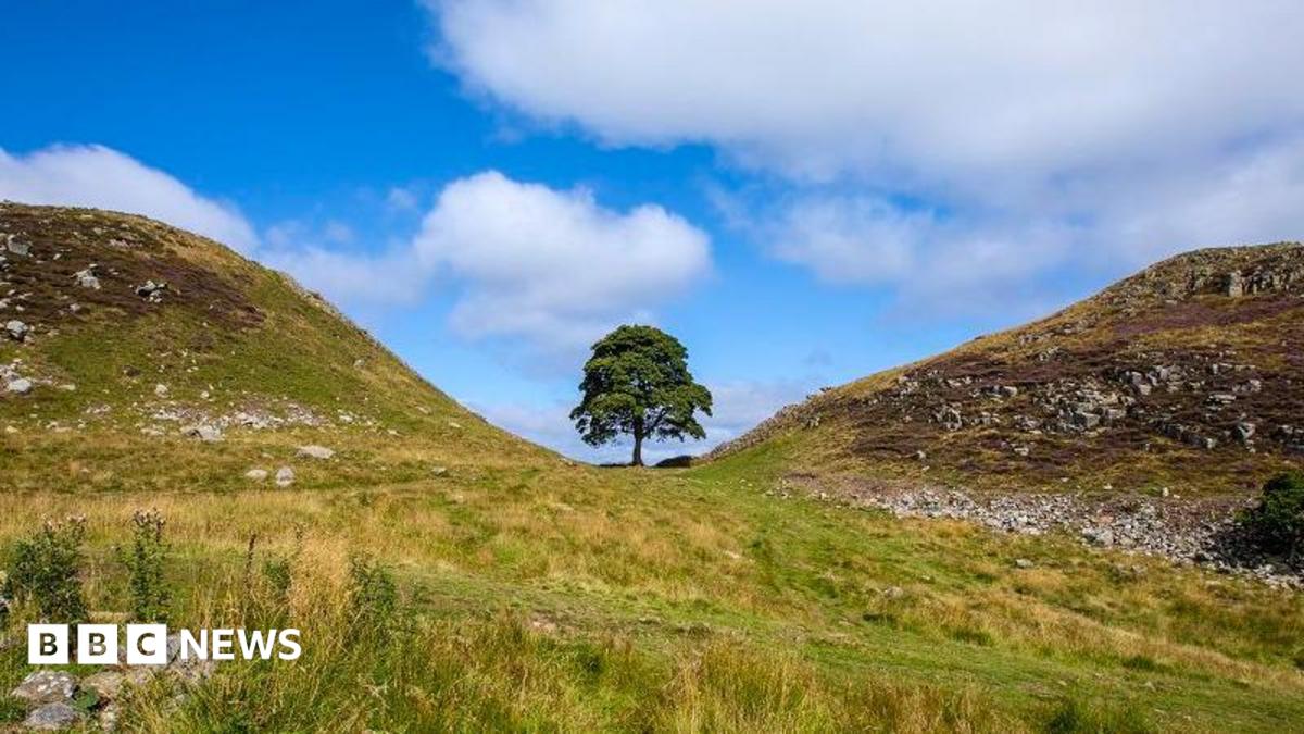 Sycamore Gap: Did John Clayton plant the famous tree? - BBC News
