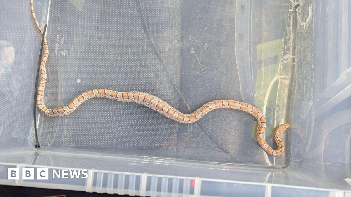 Snake on the loose found in Greenwich fish and chip shop - BBC News