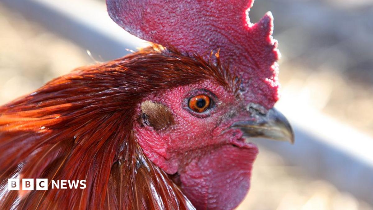 Bird flu confirmed at Market Weighton poultry farm - BBC News
