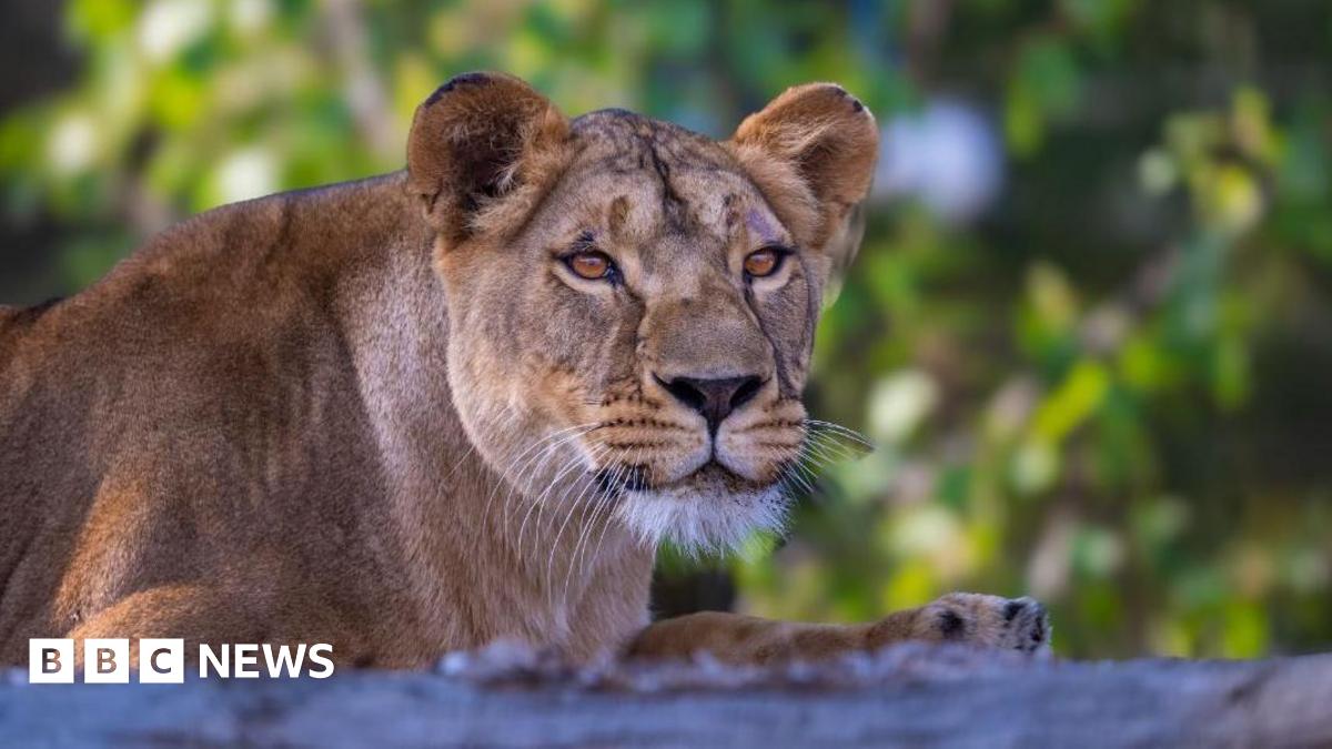 Smarden: Lion rescued from Ukraine takes first steps outdoors - BBC News