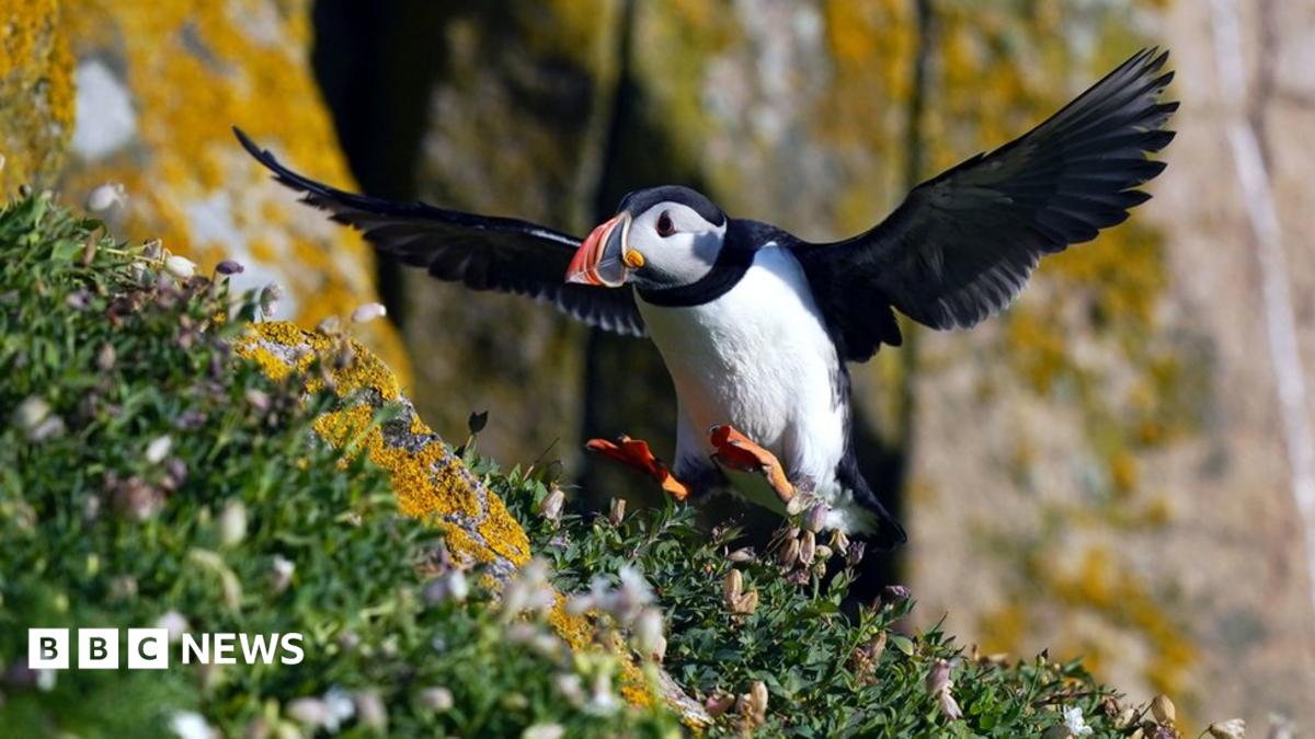 Puffin friendly zone to be added to marine charts - BBC News