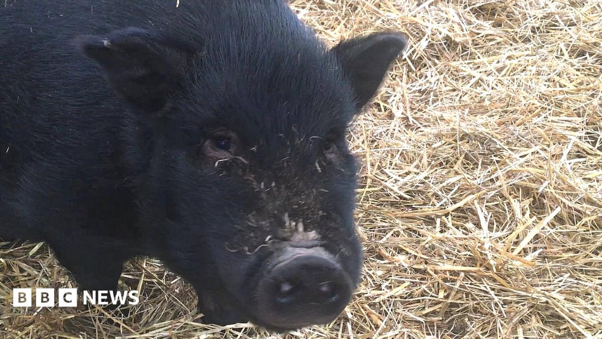 Newcastle animal shelter issues 'no more pigs' plea - BBC News