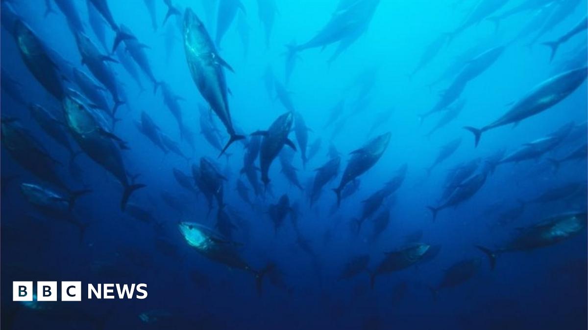 Marine population halved since 1970 - report - BBC News