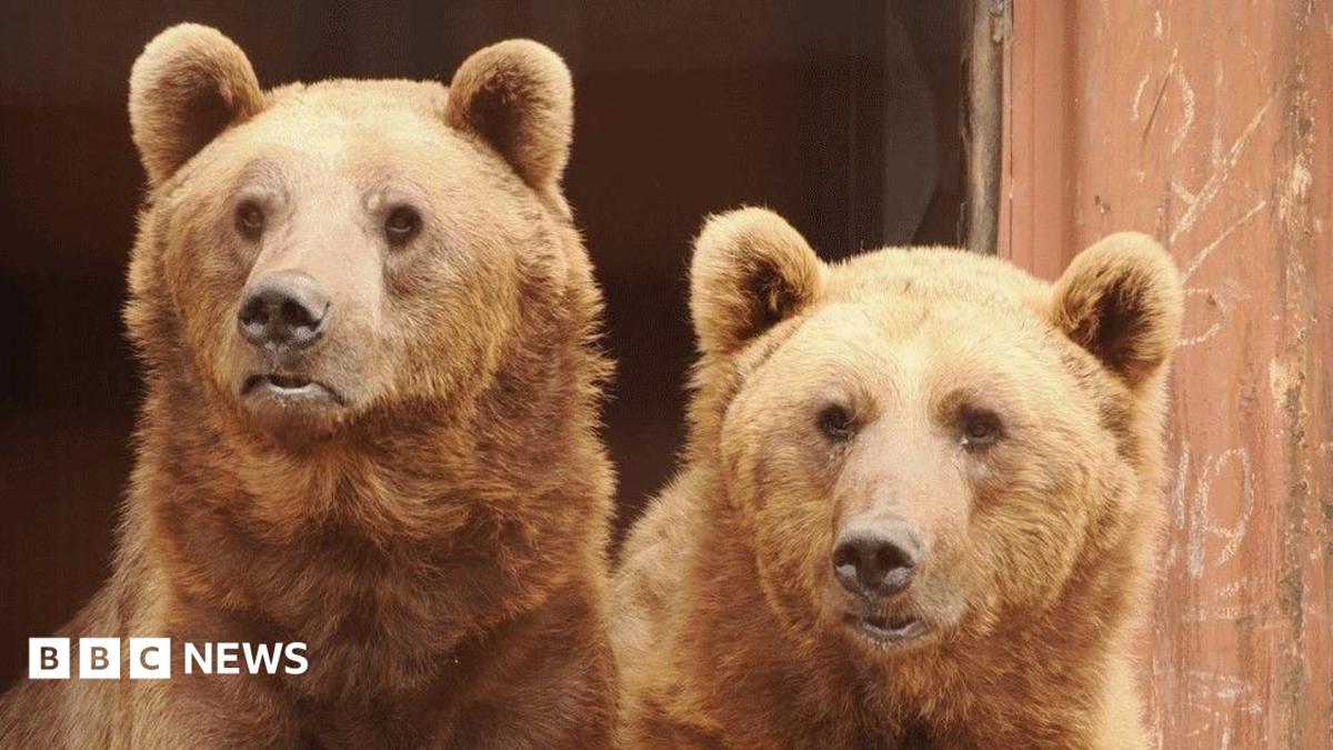 Meet the Isle of Wight carpenter behind rescued bears enclosure - BBC News