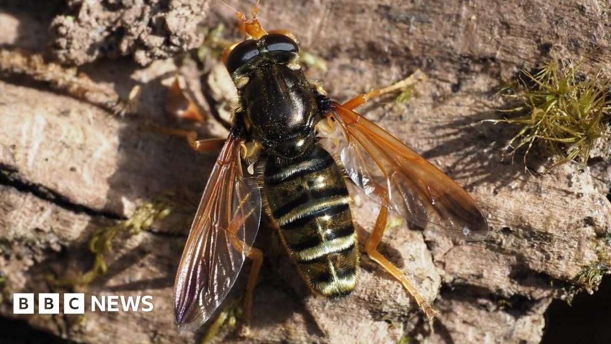 Sightings of one of UK's rarest insects triple in New Forest - BBC News