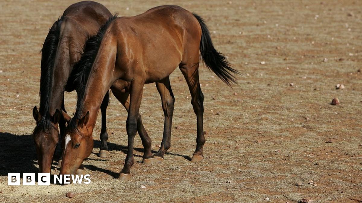 Wild horses: Why brumbies will be culled in Queensland - BBC News
