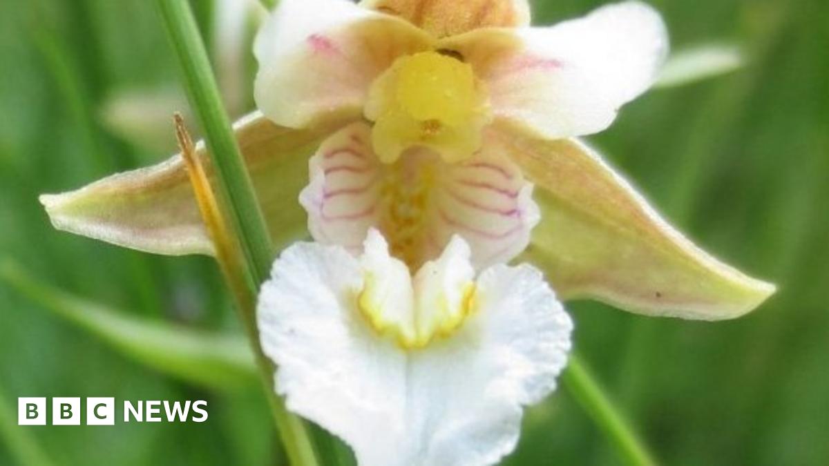 Lye Valley's SSSI protected sites and plants 'under threat' - BBC News