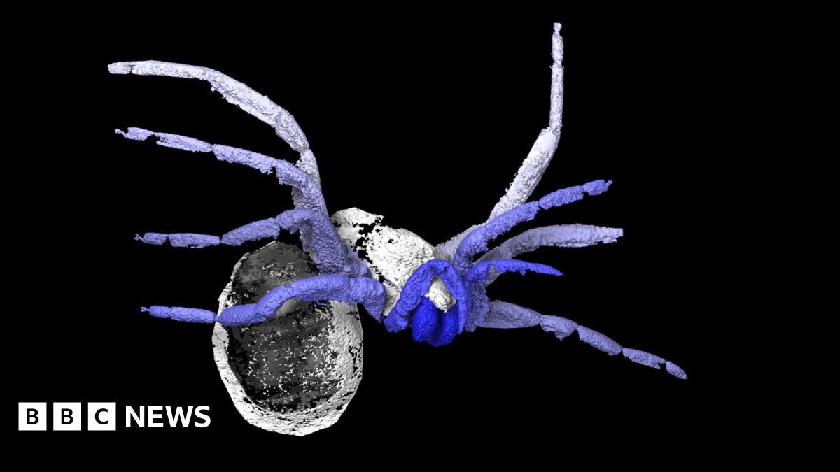 Ancient fossil was 'nearly a spider' - BBC News