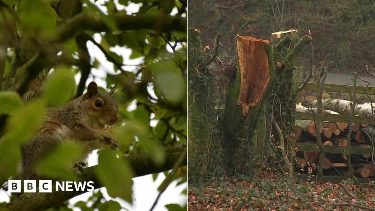 Squirrels cause tree devastation in Cornwall - BBC News