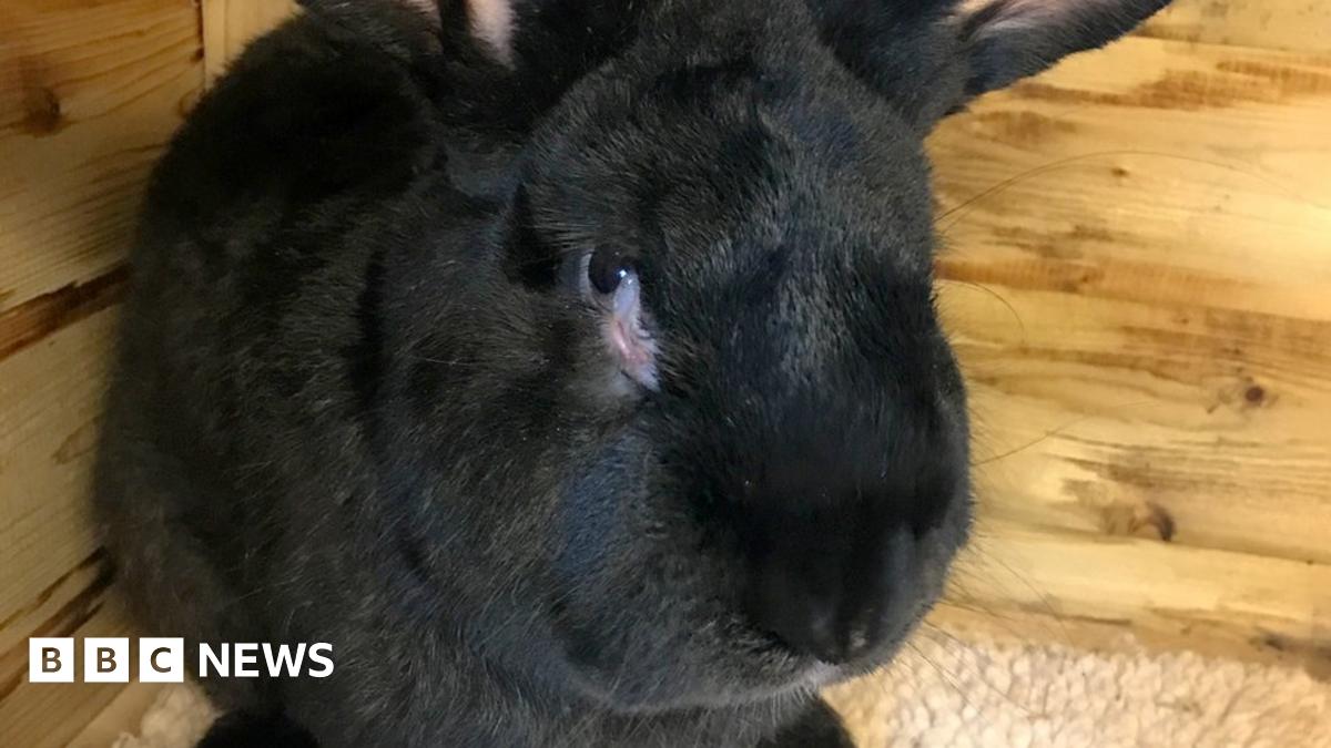 United Airlines investigates giant bunny death - BBC News