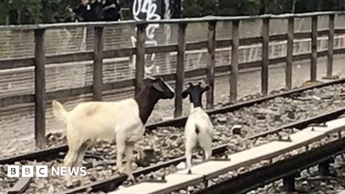 Comedian Jon Stewart rescues goats from New York subway tracks - BBC News