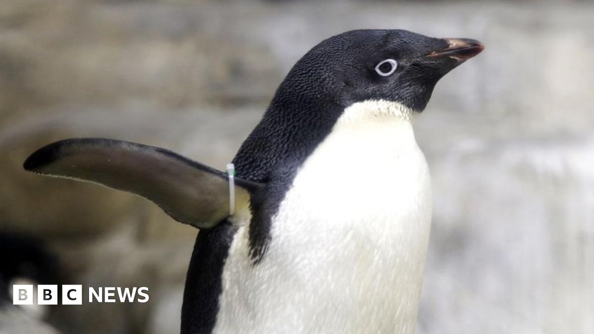 Rare Antarctic penguin accidentally travels 3,000km to New Zealand ...