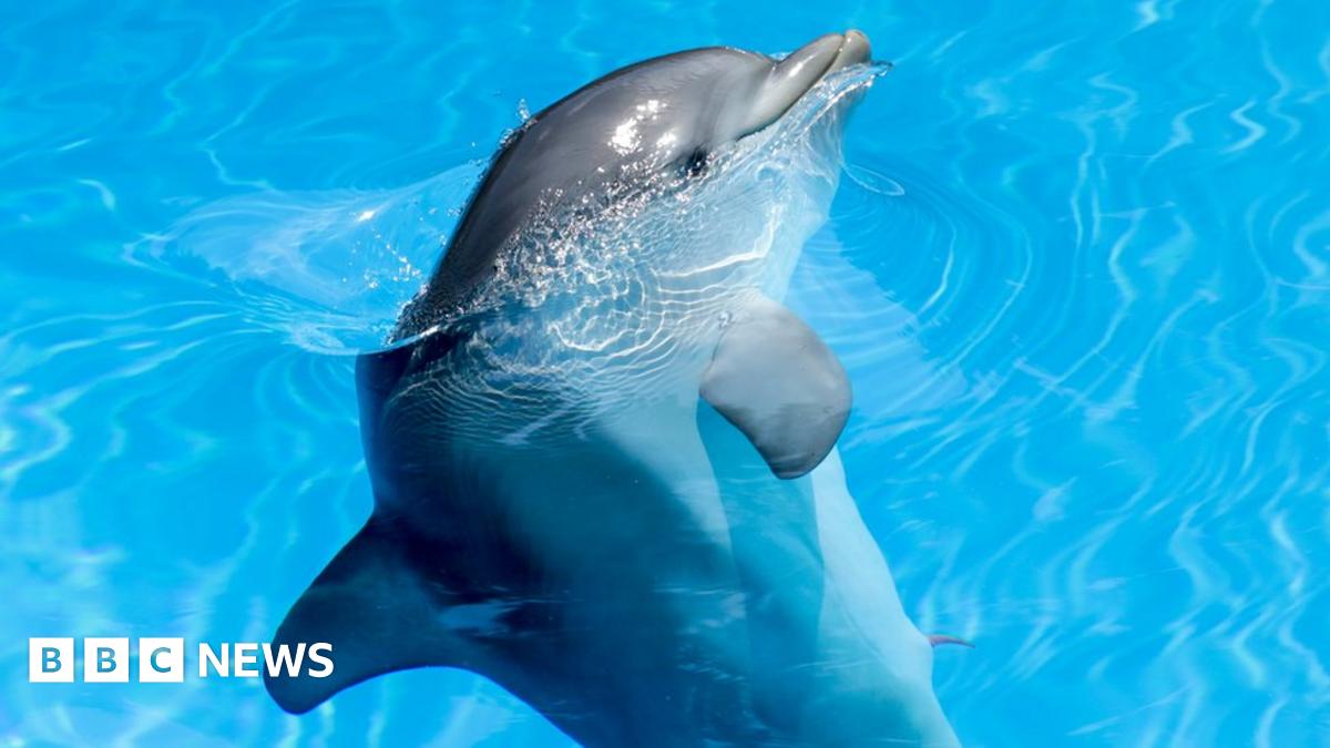 Dolphin 'happiness' measured by scientists in France - BBC News