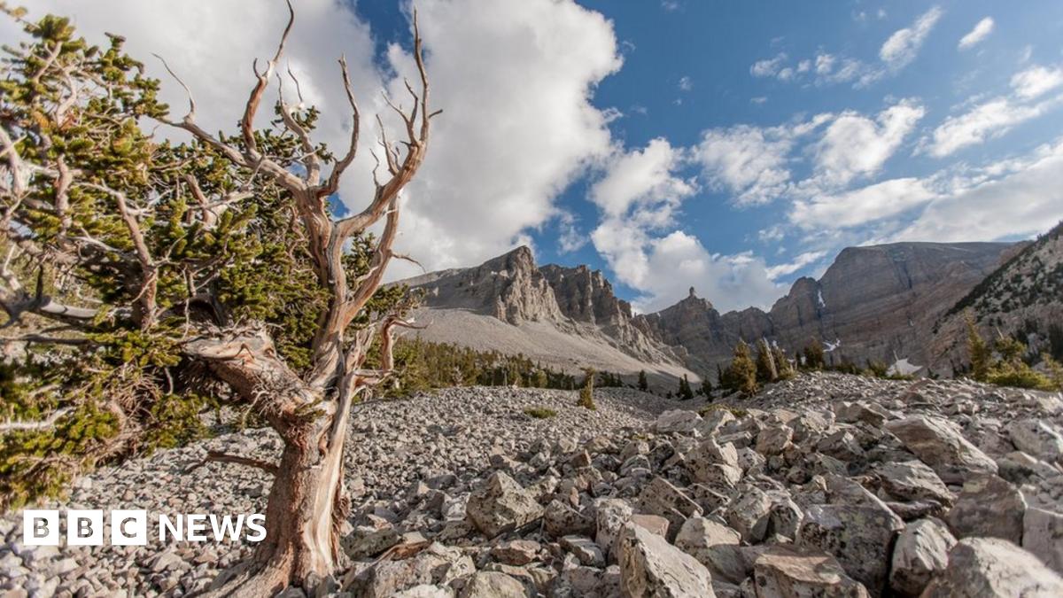 The oldest living thing on Earth - BBC News